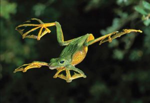Wallace's Flying Frog 101: Gliding Through the Treetops