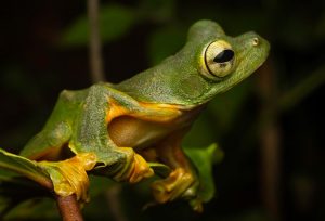 Wallace's Flying Frog 101: Gliding Through the Treetops