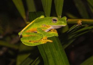 Wallace's Flying Frog 101: Gliding Through the Treetops