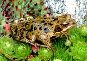 Frog Leg Anatomy: Exploring Remarkable Jumps