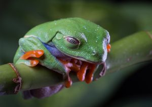 Do Frogs Have Eyelids? Here's What You Need to Know: