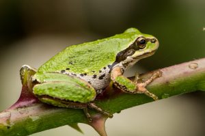 Do Frogs Have Scales? The Answer May Surprise You