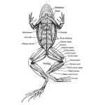 Frog Leg Anatomy: Exploring Remarkable Jumps