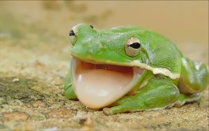 Frog Teeth 101: All Your Questions Answered