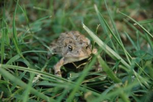 Do Frogs Have Ears? How Do They Hear?