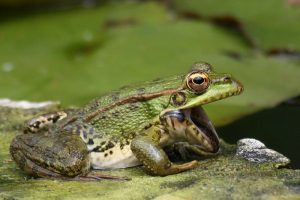 Frog Teeth 101: All Your Questions Answered