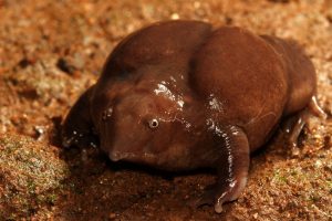 Purple Frog 101: Physical Characteristics, Habitat, Behavior, and ...