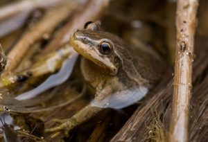 Boreal Chorus Frog 101: Physical Characteristics, Habitat, Behavior ...