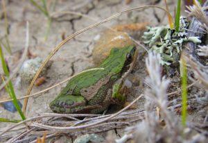 Boreal Chorus Frog 101: Physical Characteristics, Habitat, Behavior ...