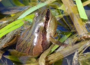 Boreal Chorus Frog 101: Physical Characteristics, Habitat, Behavior ...