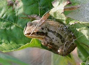 Boreal Chorus Frog 101: Physical Characteristics, Habitat, Behavior ...