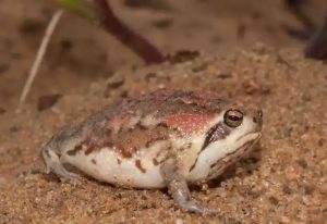 Desert Rain Frog 101: Physical Characteristics, Habitat, Behavior, and Conservation Status