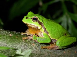 Frog Eyes and Vision: Can They See Color?