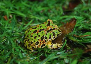 Can Frogs See in the Dark? Discover Their Night Vision