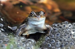 Where Do Frogs Lay Their Eggs: On Land Or In Water?