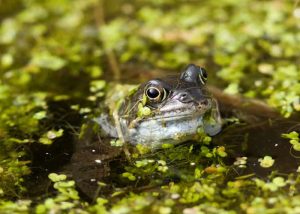 Can Frogs Breathe Underwater?