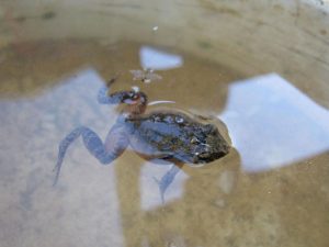 Can Frogs Breathe Underwater?