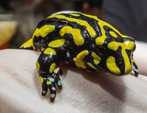 Corroboree Frogs 101: Australia's Strikingly Patterned Amphibians