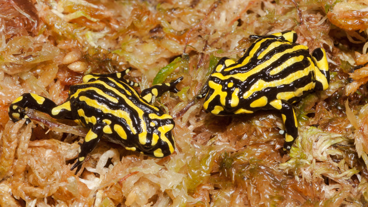 Corroboree Frogs 101: Australia's Strikingly Patterned Amphibians