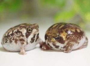 Desert Rain Frog 101: Physical Characteristics, Habitat, Behavior, and ...