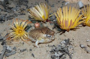 Desert Rain Frog 101: Physical Characteristics, Habitat, Behavior, and ...