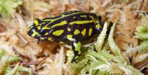 Corroboree Frogs 101: Australia's Strikingly Patterned Amphibians