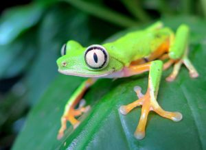 Lemur Leaf Frog 101: Physical Characteristics, Habitat, Behavior, and ...