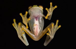 Do Frogs Have Blood? What Color Is Frog Blood?