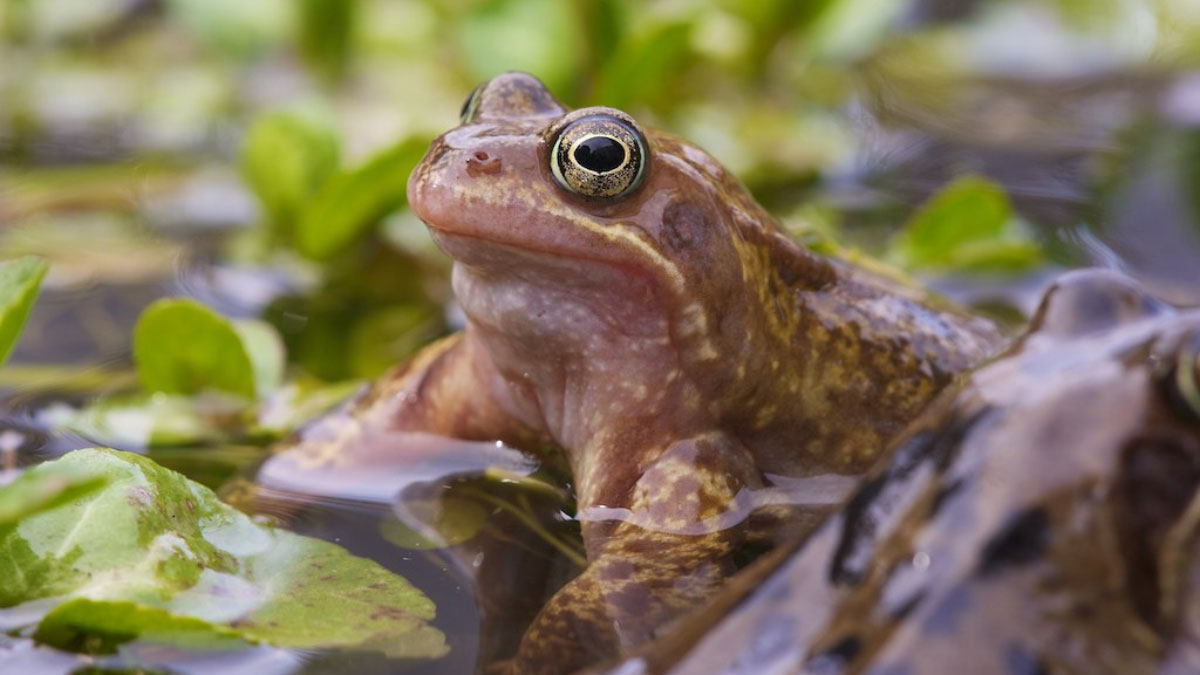 Do Frogs Have Testicles?