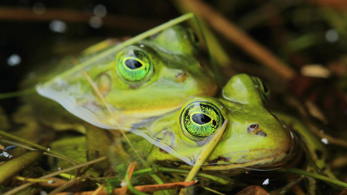 Do Frogs Mate For Life?
