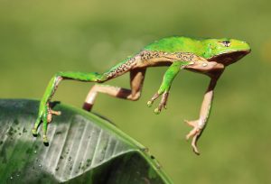 Frog Skeleton: A Detailed Look at the Structural Adaptations for Jumping