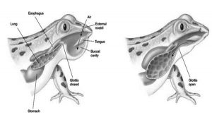 Do Frogs Have Lungs Or Gills?
