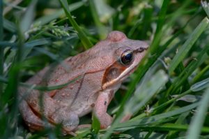 Frog Digestive System 101