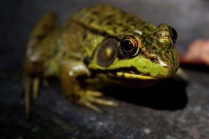 Frog Eyes and Vision: Can They See Color?
