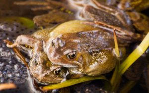 How Do Frogs Reproduce?