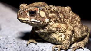 Why Do Frogs Croak?
