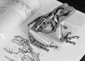 Does A Frog Have A Backbone?