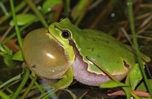 European Tree Frogs 101: Physical Characteristics, Habitat, Behavior ...