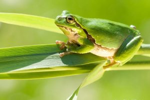 European Tree Frogs 101: Physical Characteristics, Habitat, Behavior ...