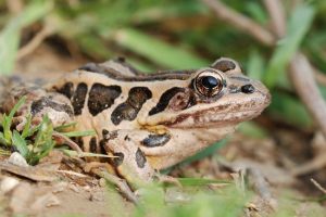 Frog Digestive System 101