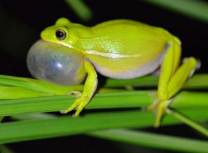 Frog Breathing: How Skin, Lungs, and Mouth Work Together