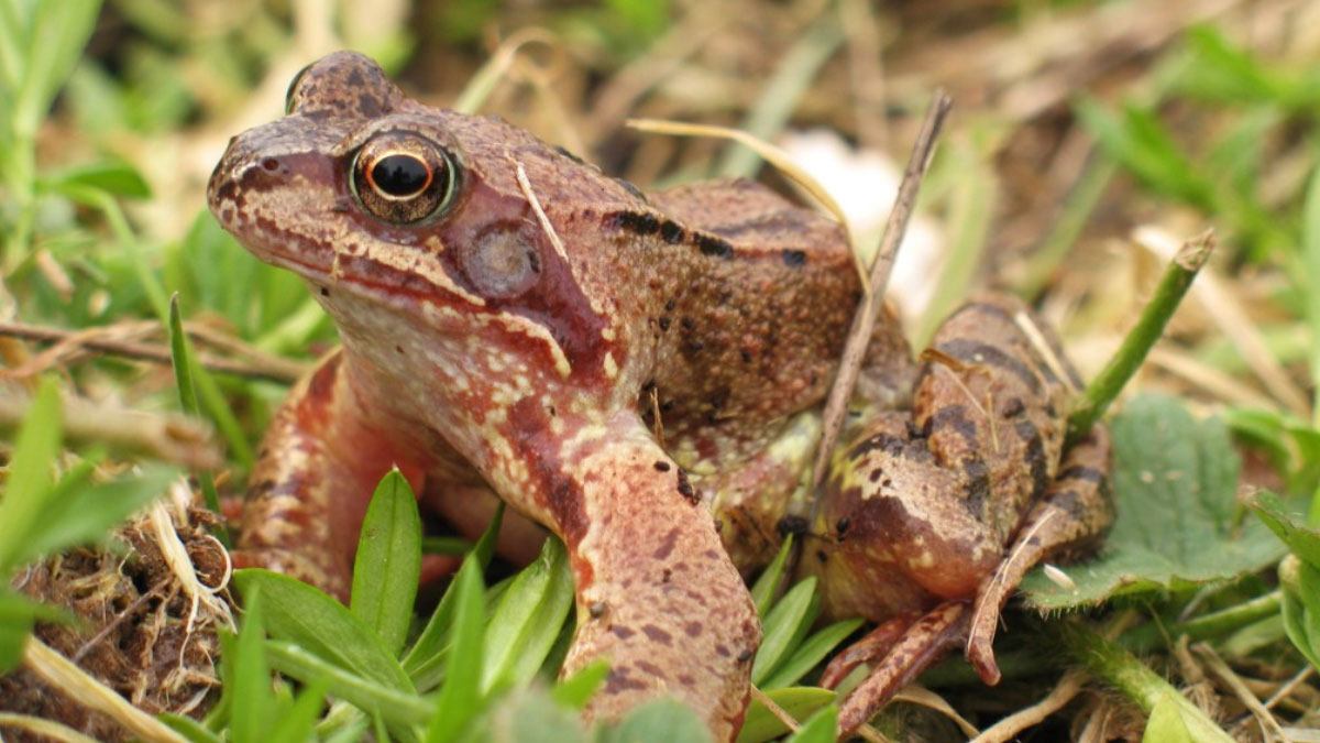 Frog Digestive System 101