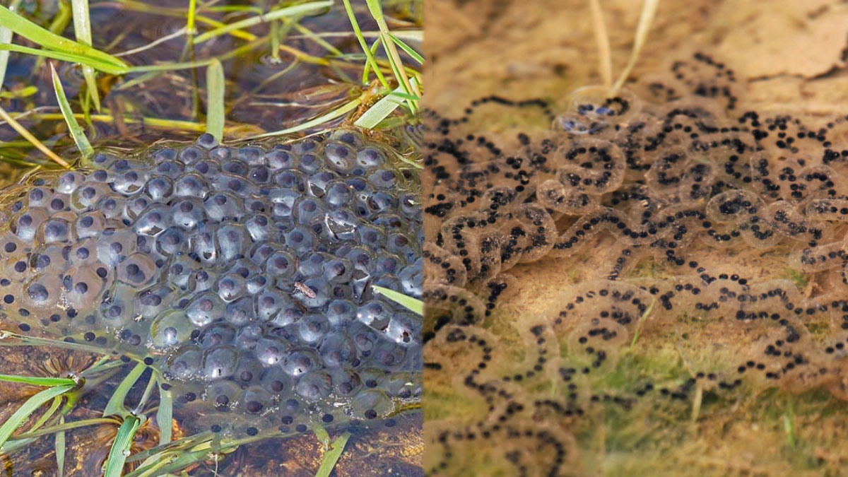 Frog Eggs Vs Toad Eggs: Similarities and Differences Explored