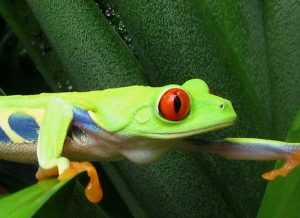 Frog Eyes and Vision: Can They See Color?
