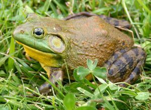 Frog Skeleton: A Detailed Look at the Structural Adaptations for Jumping