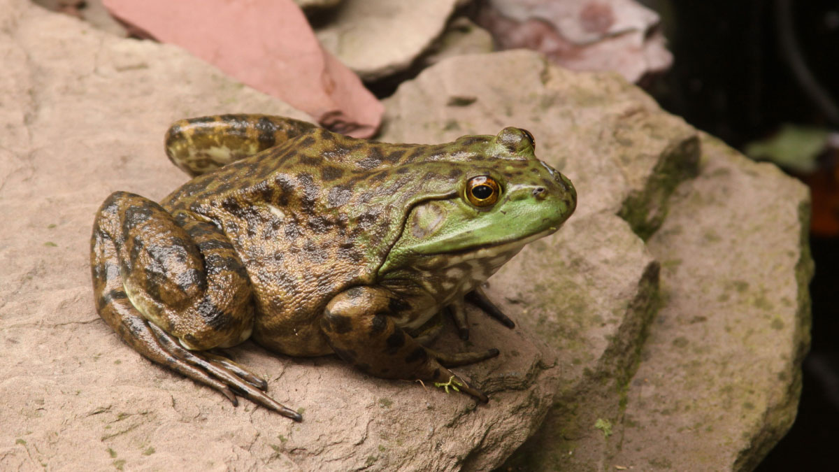 Frog Skeleton: A Detailed Look at the Structural Adaptations for Jumping