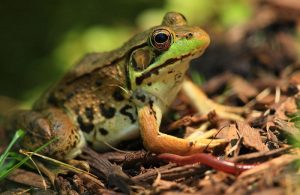 Frog Digestive System 101