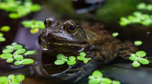 Frog Eyes and Vision: Can They See Color?