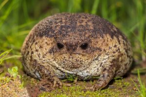 Desert Rain Frog 101: Physical Characteristics, Habitat, Behavior, and ...