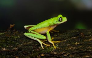 Lemur Leaf Frog 101: Physical Characteristics, Habitat, Behavior, and ...
